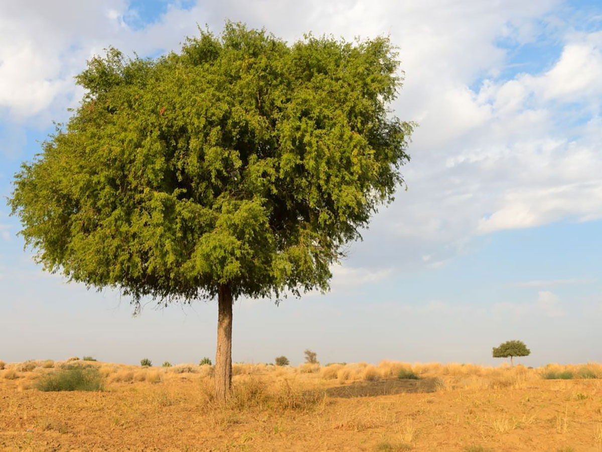 Native plants in the UAE.. Natural treasures that promote environmental ...